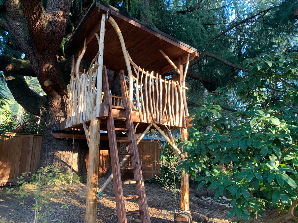 Darling Deodar – Portland Treehouse Company